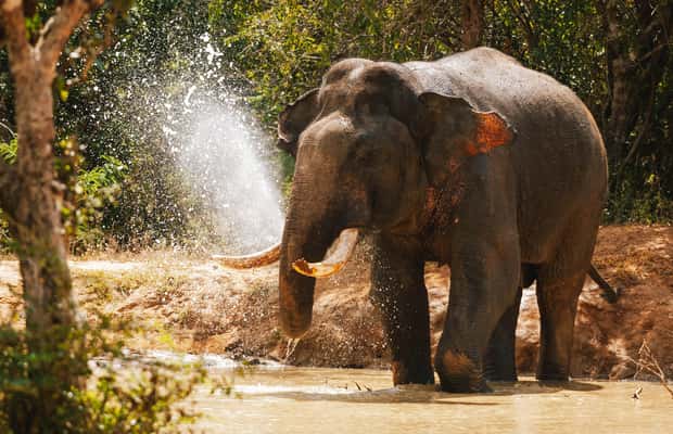 Weheragala National Park: Jeep Safari Tour | GetYourGuide