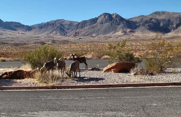 Las Vegas: Valley of Fire Guided Hiking Day Trip | GetYourGuide