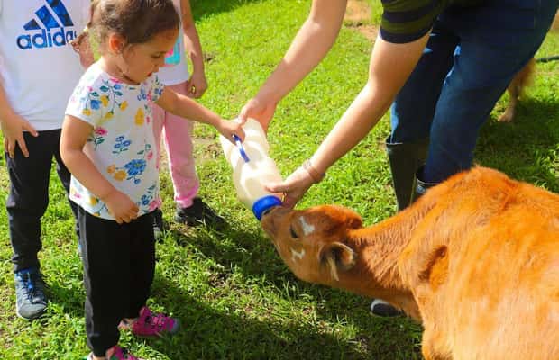 Jaffna: Cow Milking and Dairy Farm Experience | GetYourGuide