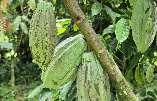 Costa Rica: Chocolate Tour | GetYourGuide