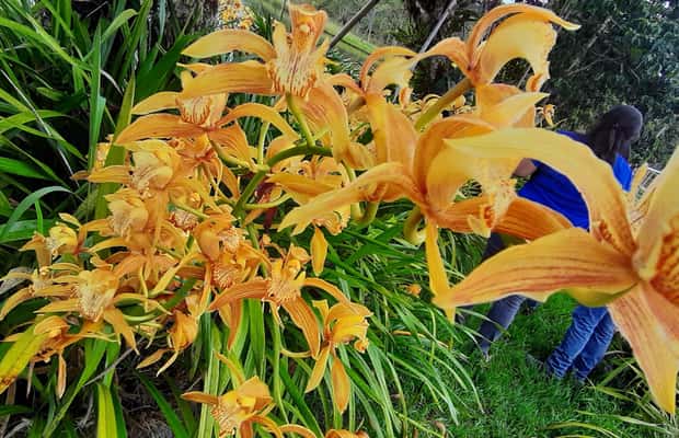 San Agustín, Huila: Tour along the Camino de las Entidades | GetYourGuide