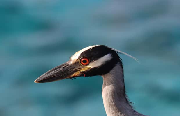 Bonaire: Private und individuelle Vogelbeobachtungstour | GetYourGuide