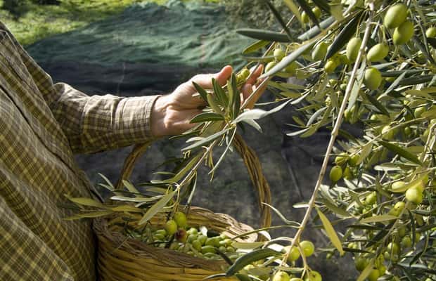 Visit to an extra virgin olive oil mill in Osuna | GetYourGuide