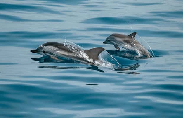 Side: Pirate Boat Trip to Dolphin Island with Foam Party. | GetYourGuide