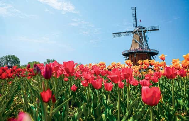 Von Chicago: 1-Tages-Windmühleninsel mit saisonalem Tulpen-Upgrade ...