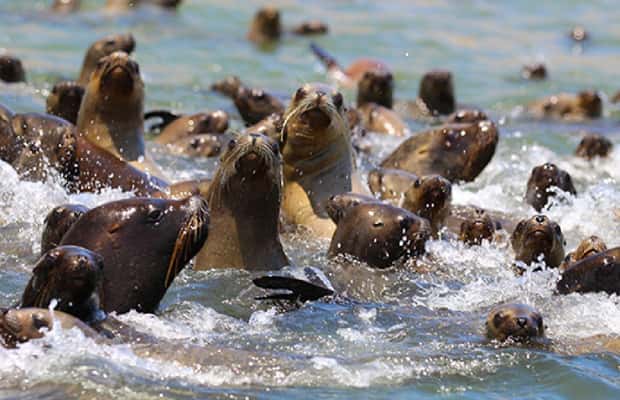 Paracas: Ballestas Islands and Candelabra of Paracas Boat | GetYourGuide