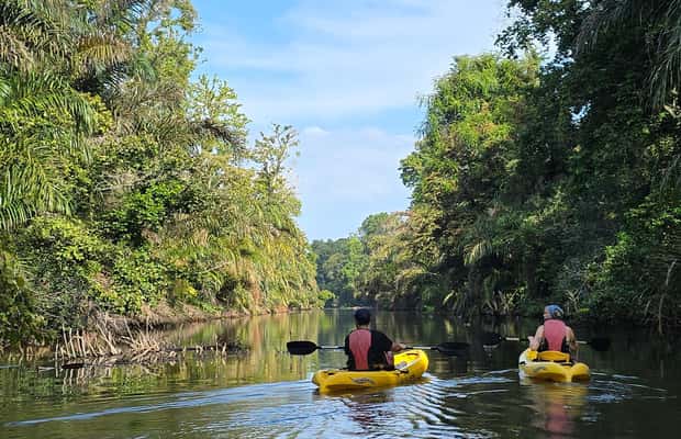 Gandoca: Kayak tour around the mangrove forest. | GetYourGuide