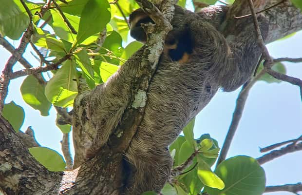 Gandoca: Ramsar Lagoon Boat Tour with Wildlife Watching | GetYourGuide