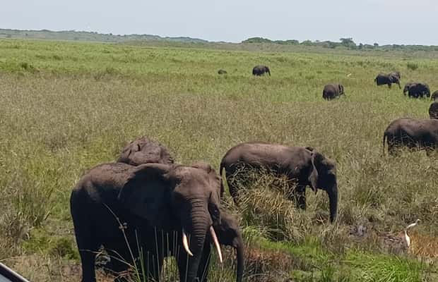 Maputo: Maputo National Park Safari and Beach Tour | GetYourGuide