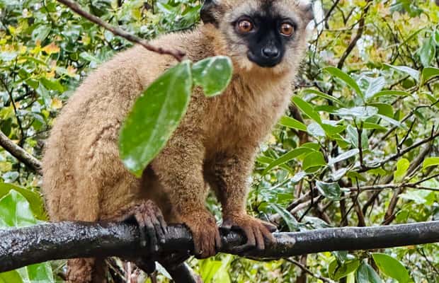 Antananarivo: Andasibe National Park Day Trip with Lemurs | GetYourGuide