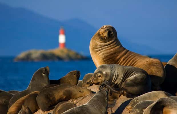 Ushuaia: Tour to Lobos Island with Beagle Channel Hike | GetYourGuide