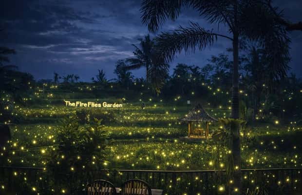Bali: Fireflies Night Tour in Taro Village with Ubud Options | GetYourGuide