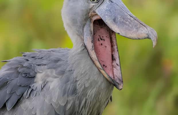 Kampala: Mabamba Wetland Shoebill Stork Tour & Lunch | GetYourGuide