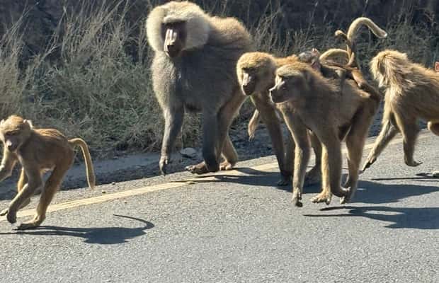 Addis Ababa: Awash National Park 2-Day Safari & Volcano Hike | GetYourGuide