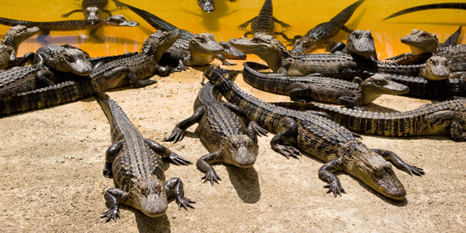 The BEST Everglades Alligator Farm, Everglades National Park Theme ...