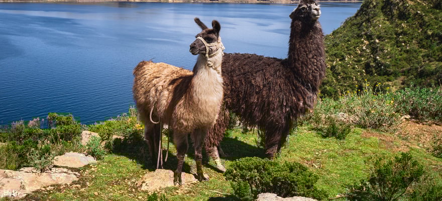 The BEST Bolivia Spring activities 2024 - FREE Cancellation | GetYourGuide