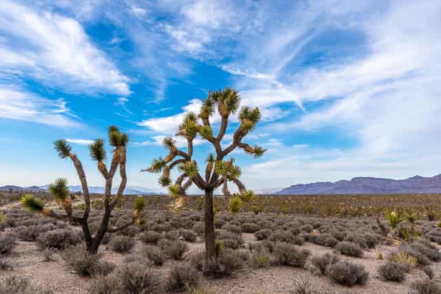 The BEST Arizona's Joshua Tree Forest Summer activities 2023 - FREE ...