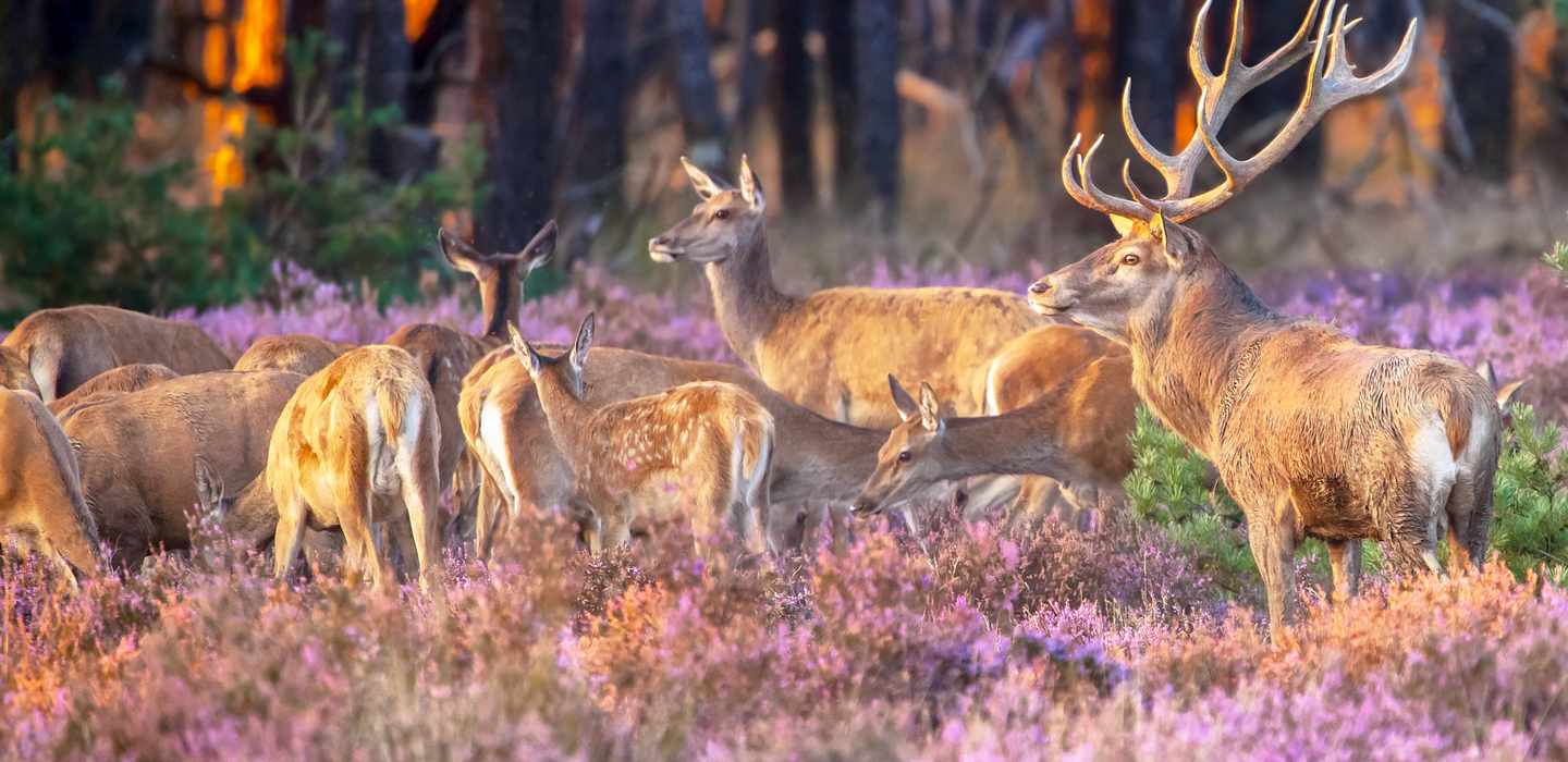 Day Trips from De Hoge Veluwe National Park | GetYourGuide