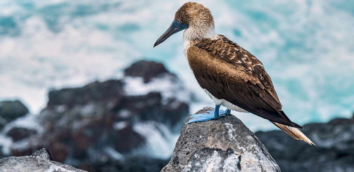 The BEST Santa Cruz Island, Galapagos Islands Spring activities 2024 ...