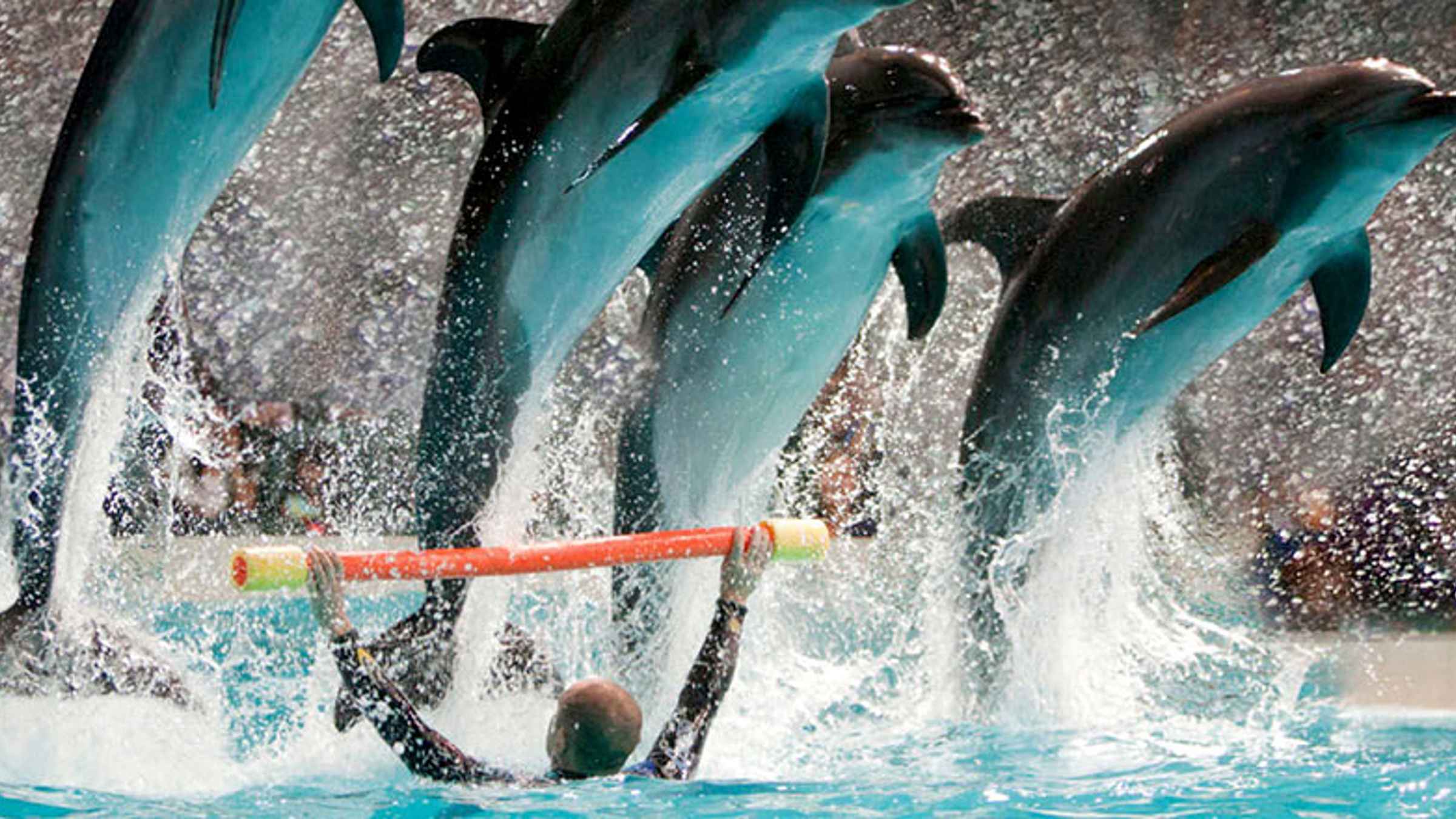 Dubai Dolphinarium, Dubai - Tickets & Eintrittskarten | GetYourGuide
