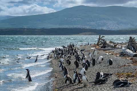 The best Magdalena Island Cruises & boat tours 2026 - Free cancellation ...