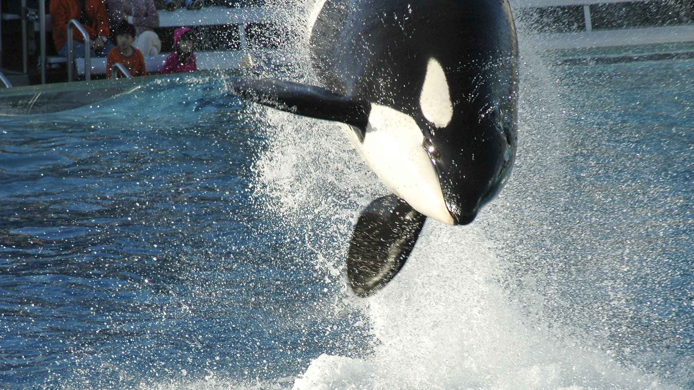 The BEST SeaWorld San Diego Outdoor Activities 2022 - FREE Cancellation ...