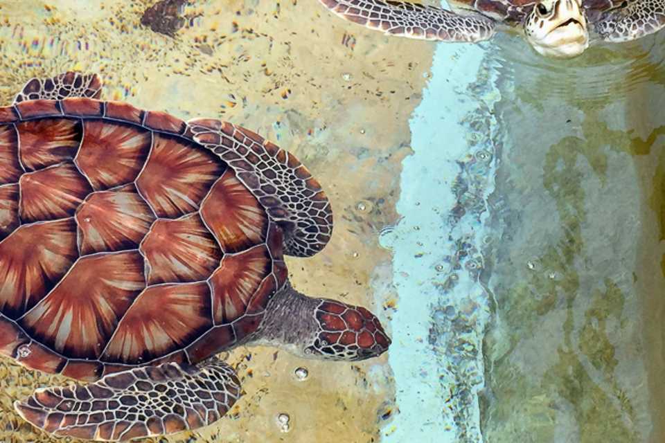 Pedro St. James, Grand Cayman - Tickets & Eintrittskarten | GetYourGuide