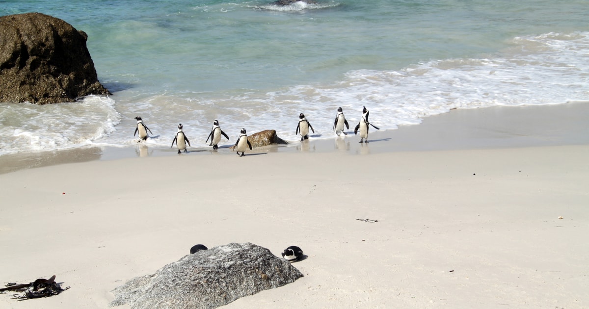 Boulders Beach in Simonstad bezoeken? Nu tickets boeken! | GetYourGuide.nl