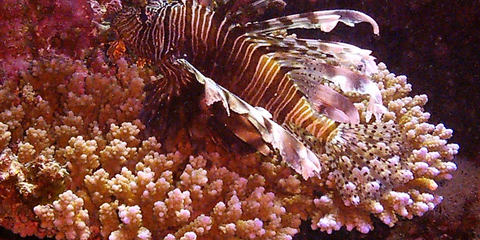 BESTE Private Touren Red Sea Riviera 2024 – KOSTENLOS stornierbar ...