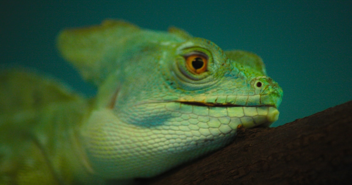 Alice Springs Reptile Centre, Alice Springs - Book Tickets & Tours ...