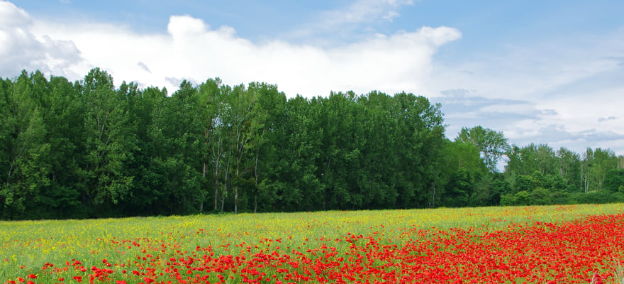 Flanders Fields, Ypres - Book Tickets & Tours | GetYourGuide