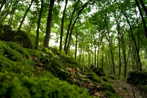 Las Wolski Forest, Krakow - Book Tickets & Tours | GetYourGuide