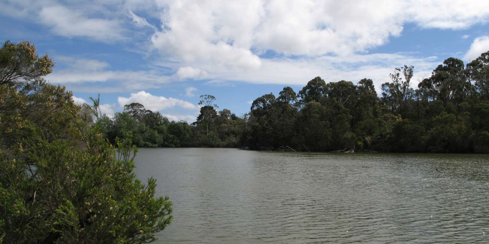 The BEST Blackburn Lake Sanctuary Kangaroo & koala experiences 2025 ...