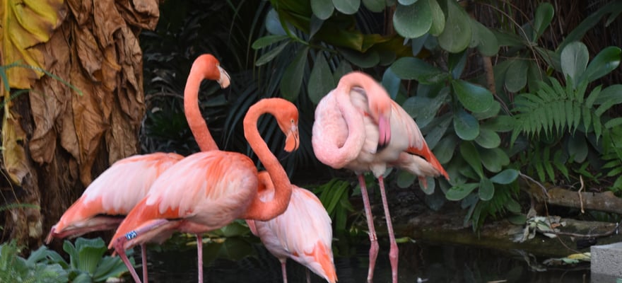 Parc Phœnix, Nice - Réservez des tickets pour votre visite | GetYourGuide