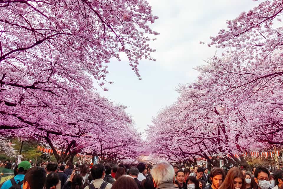 Tokyo National Museum, Taito City - Tickets & Eintrittskarten ...