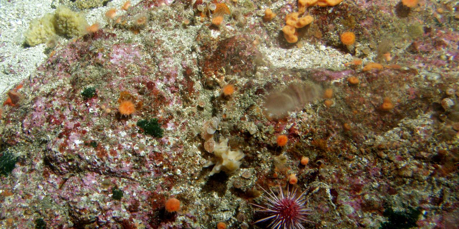 Suaka Alam Laut Nasional Teluk Farallones, San Francisco - Pesan Tiket ...