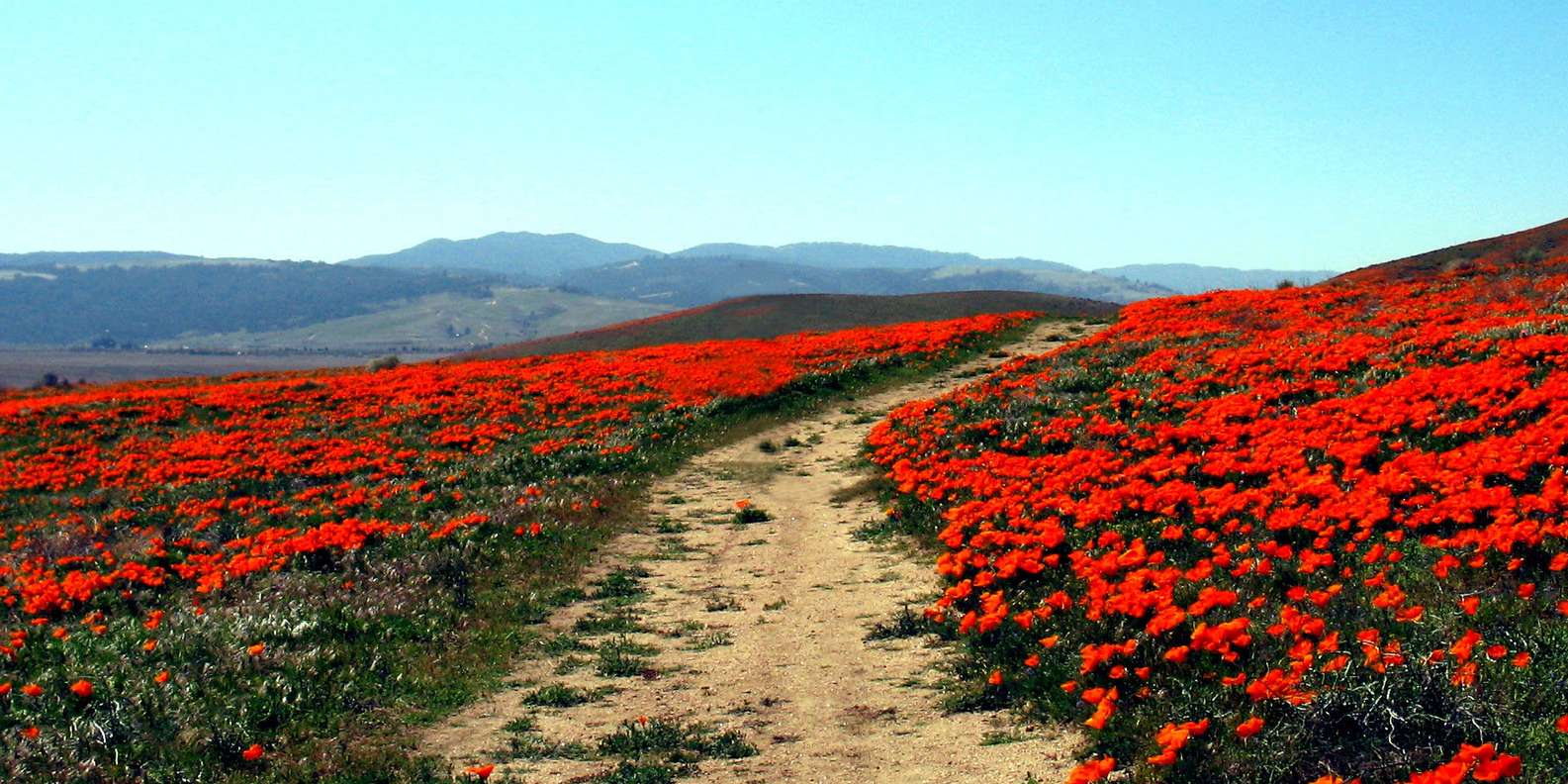 Antelope Valley California Poppy Reserve Accesible con silla de ruedas ...