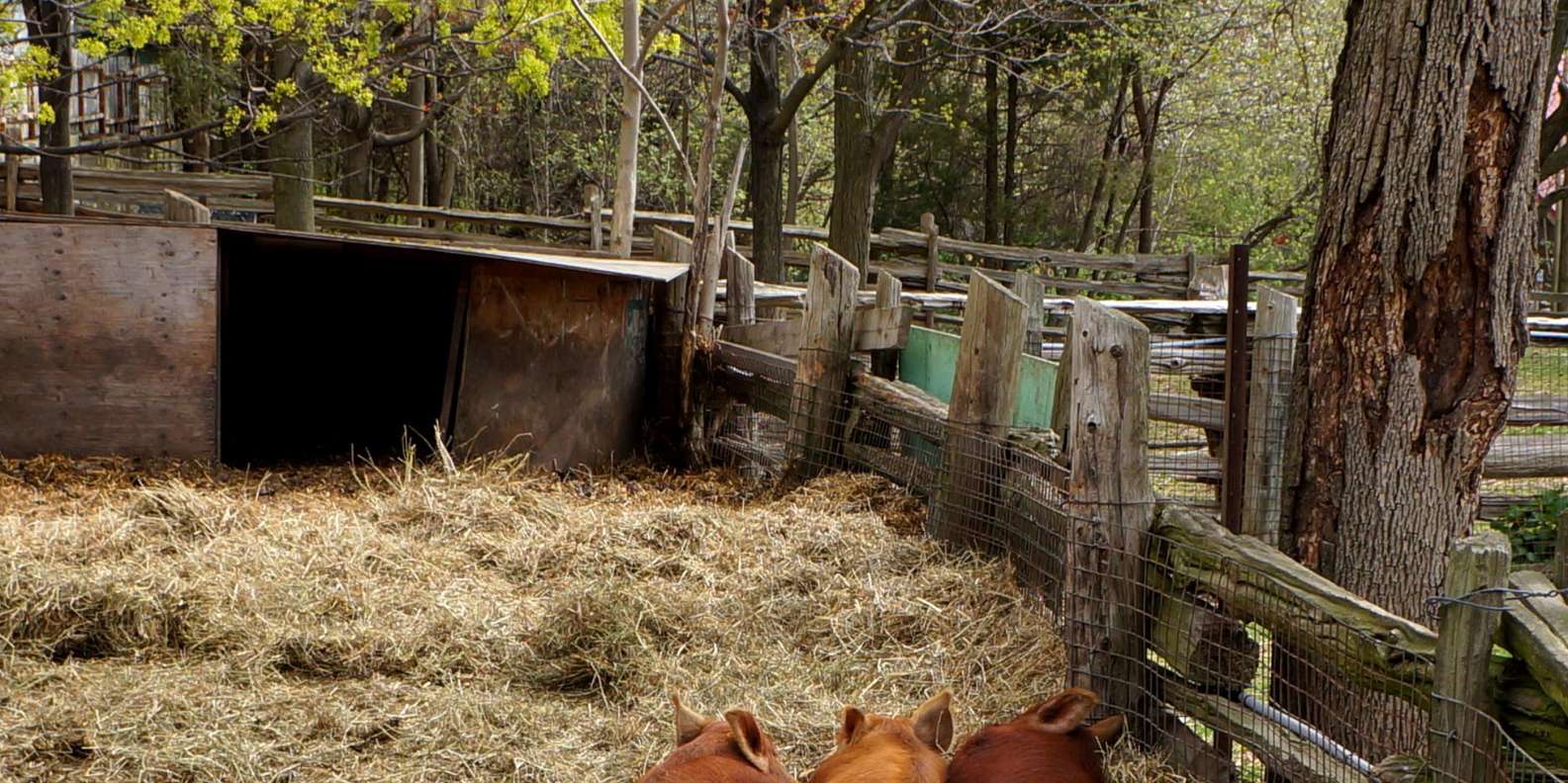 Riverdale Farm, Toronto - Reserva de entradas y tours | GetYourGuide