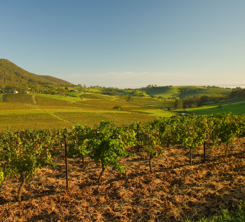 The BEST Hunter Region Tours and Things to Do in 2024 - FREE ...