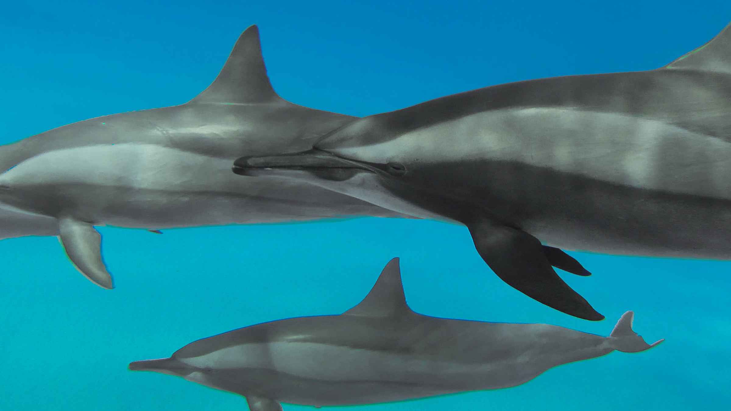 Red Sea Dolphin, Hurghada - Book Tickets & Tours | GetYourGuide.com
