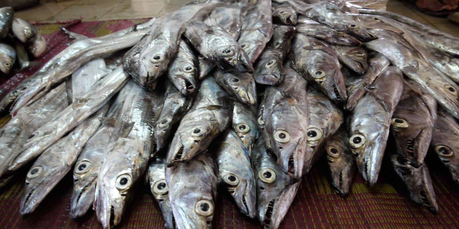 The BEST Old Mutrah Fish Market Private tours 2023 - FREE Cancellation ...