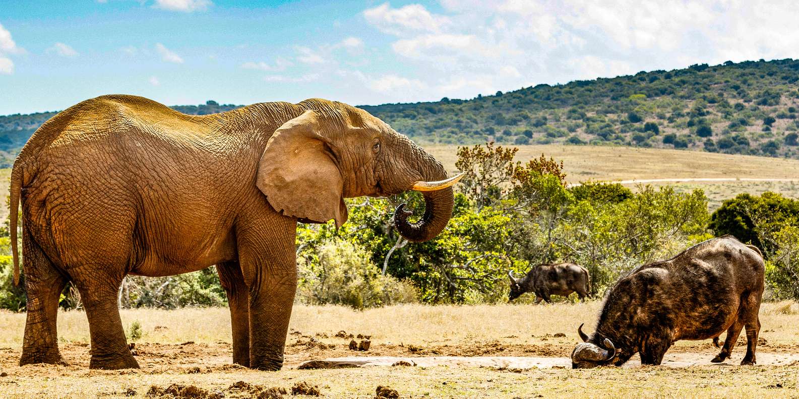 The BEST Addo Elephant National Park Extreme sports & adrenaline 2023 ...