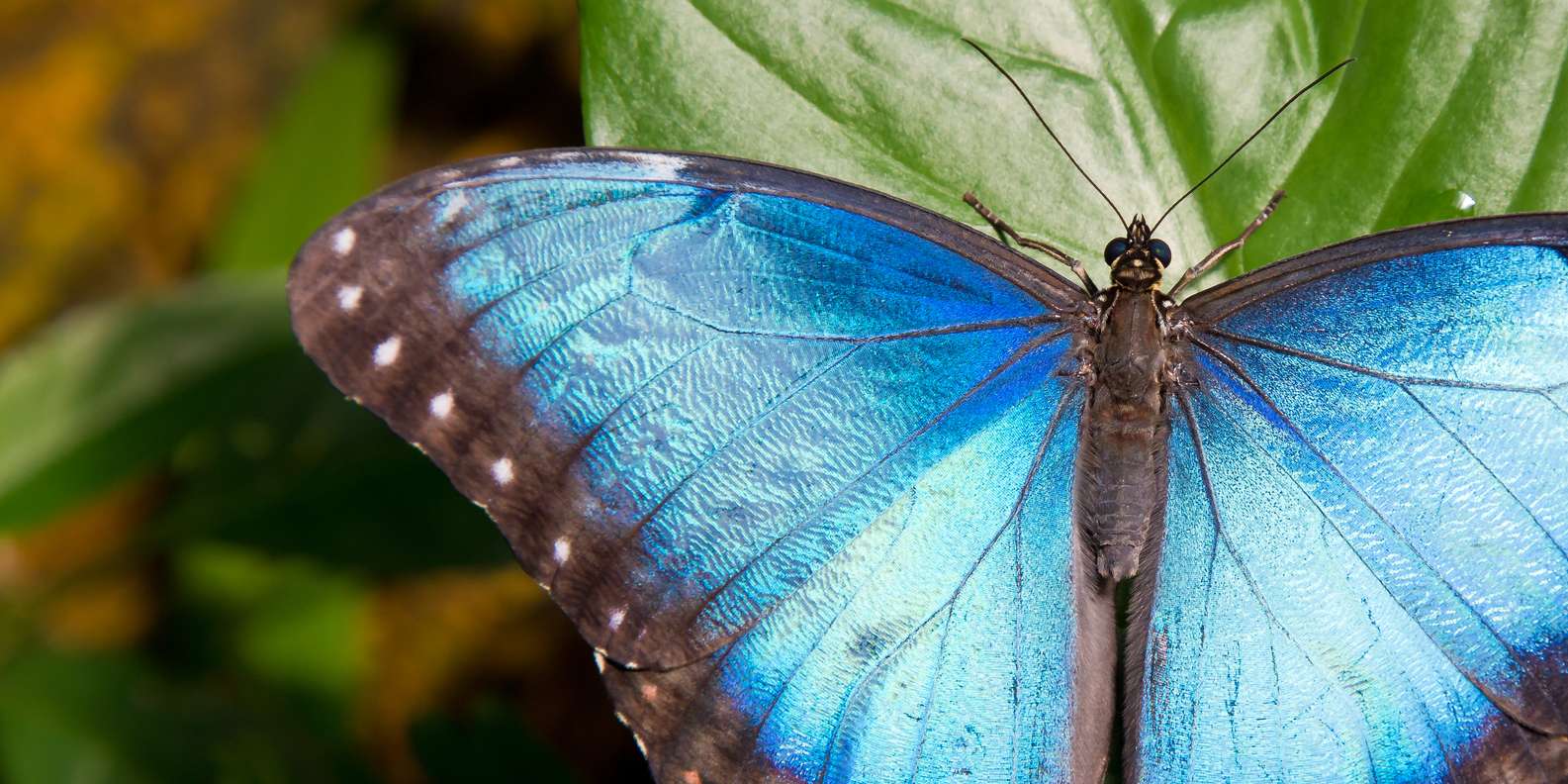 Key West Butterfly & Nature Conservatory, Cayo Hueso - Reserva de ...