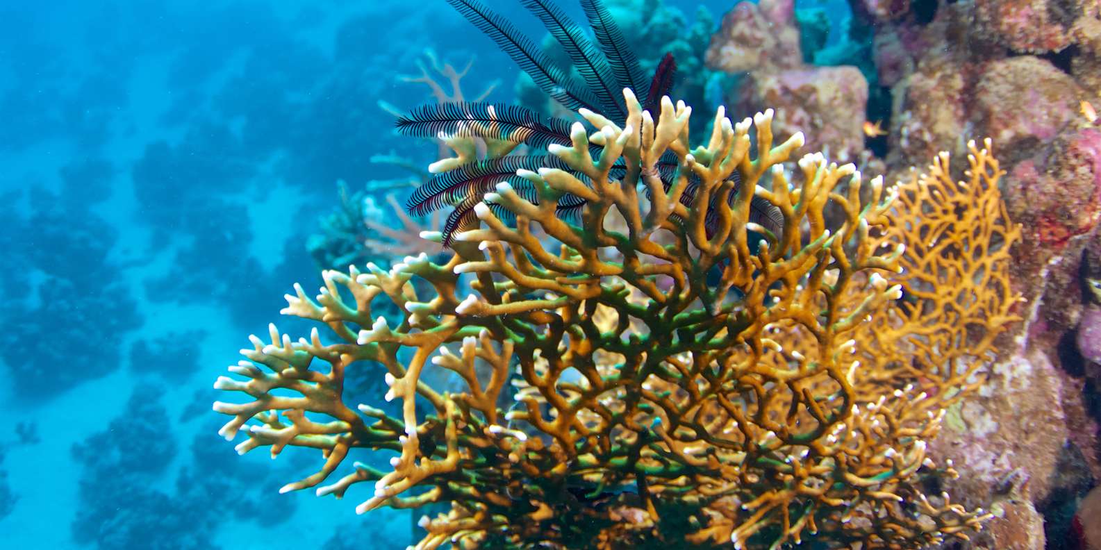 Coral World Ocean Park, Smith Bay, St Thomas - Book Tickets & Tours ...