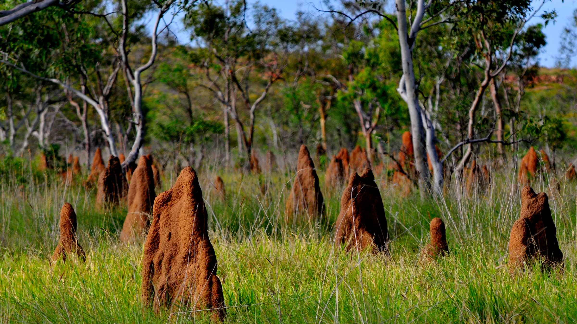 Litchfield National Park 2021: Top 10 Tours & Activities (with Photos ...