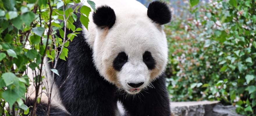 Adelaide Zoo, Adelaide - Book Tickets & Tours | GetYourGuide