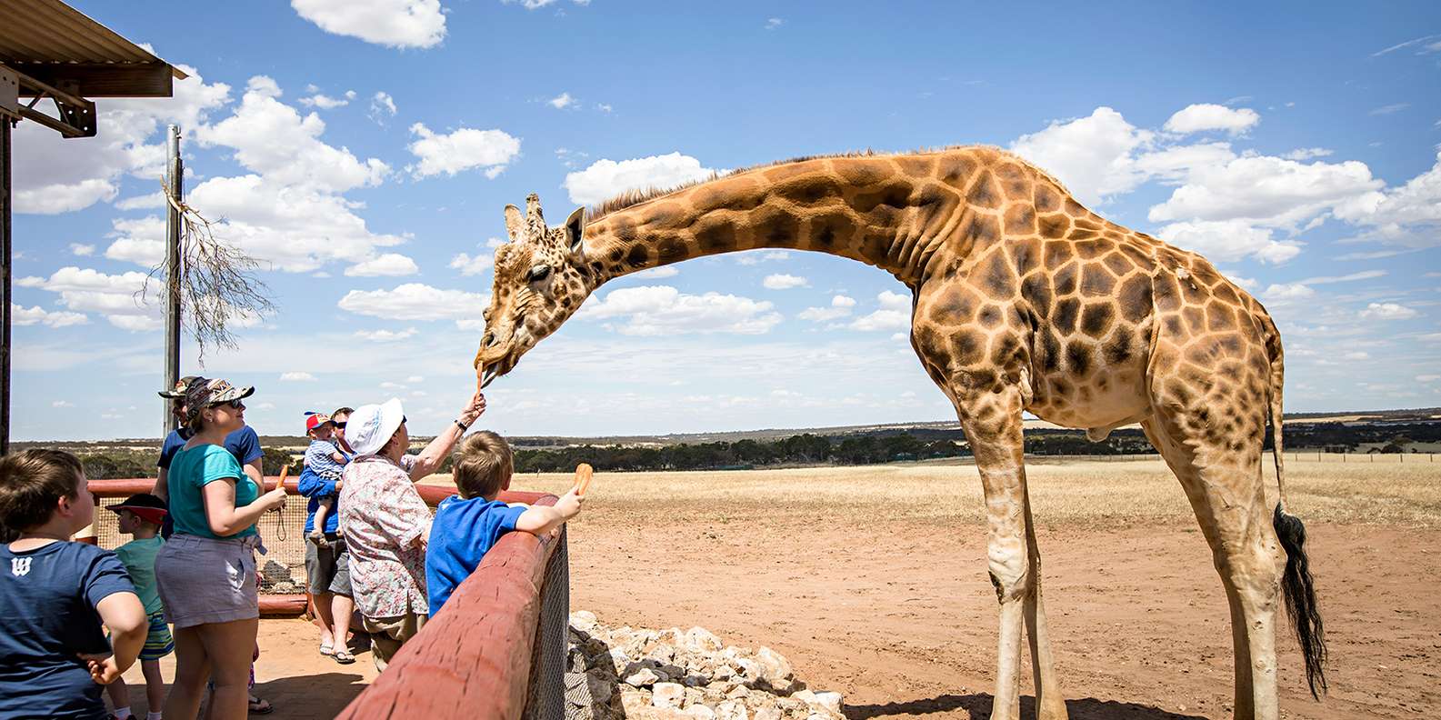 The BEST Monarto Zoo Food & drinks 2023 - FREE Cancellation | GetYourGuide