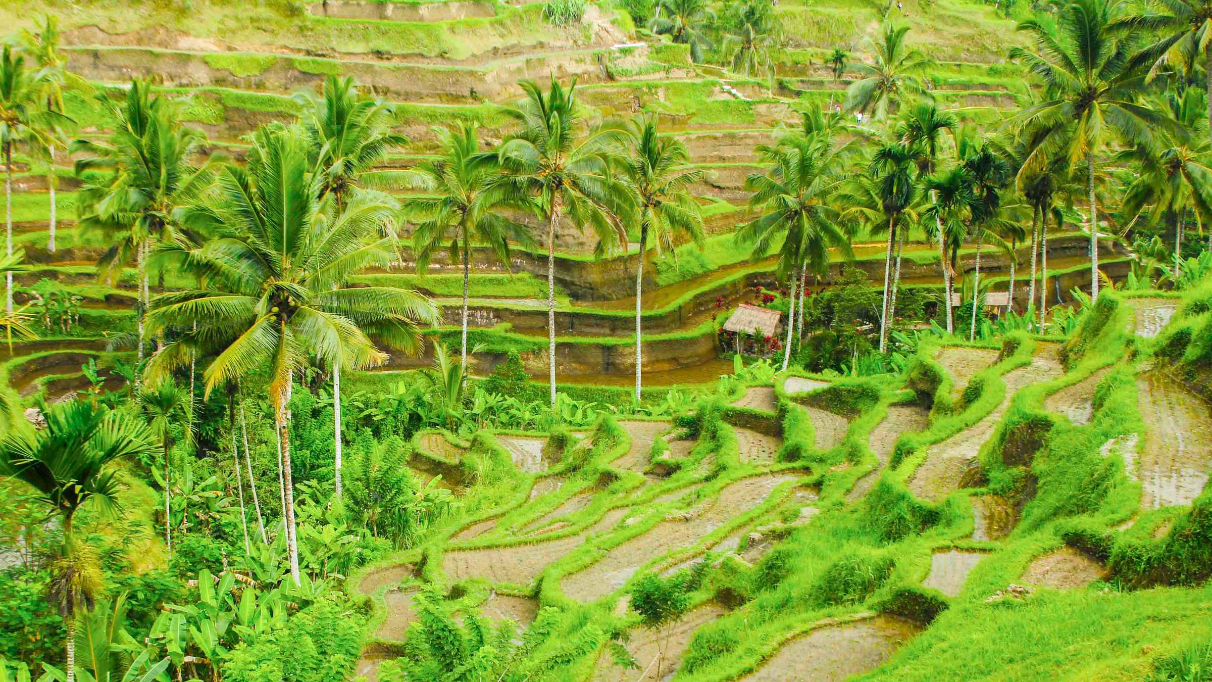 Tegallalang 2021: Top 10 tours en activiteiten (met foto's) - Dingen om ...