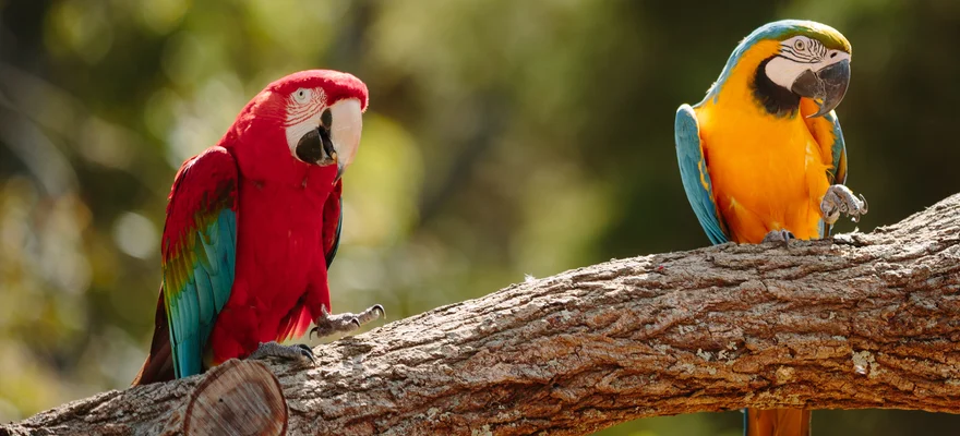 Currumbin Wildlife Sanctuary, Gold Coast - Book Tickets & Tours ...