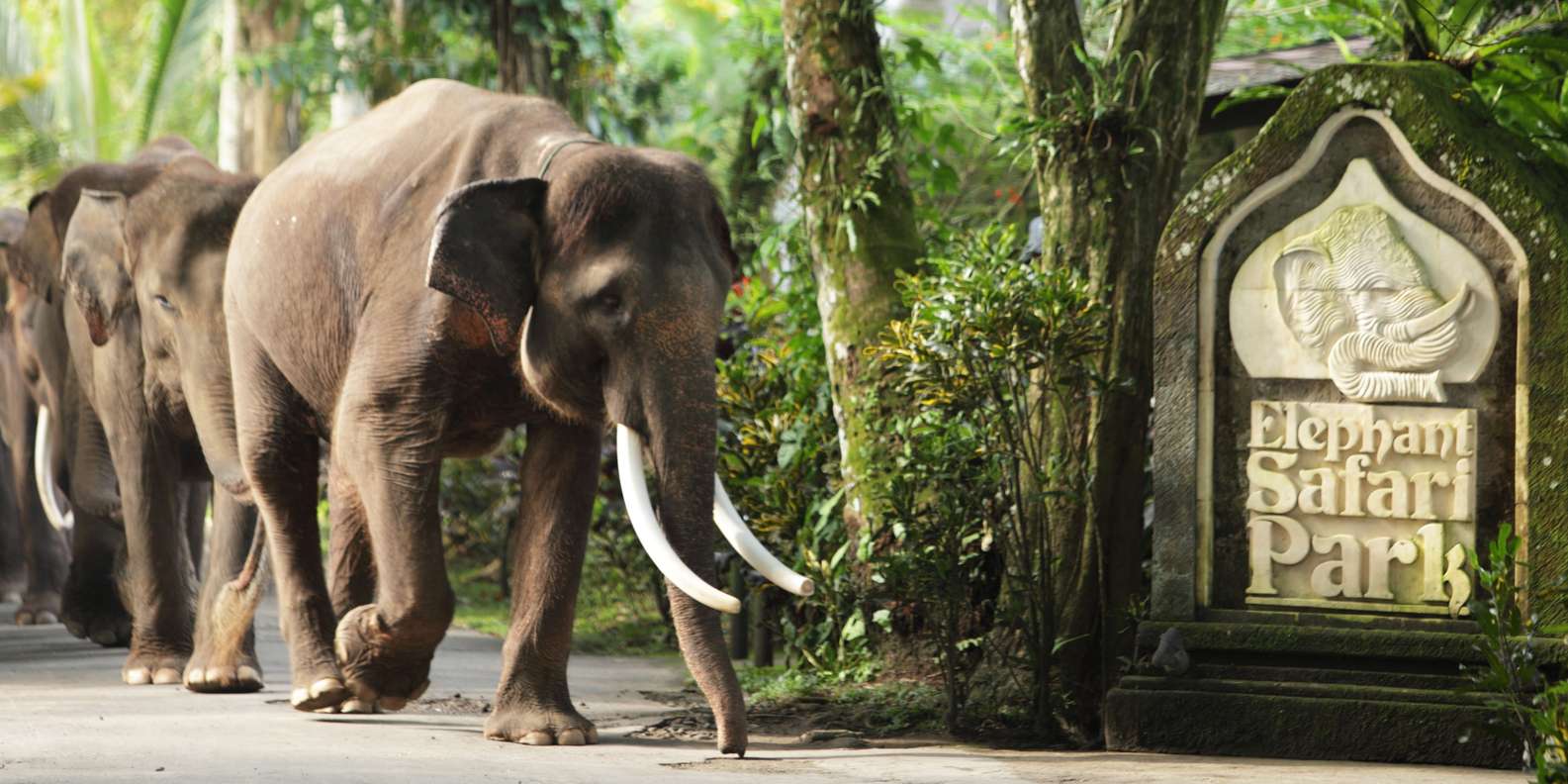 Elephant Safari Park Lodge Tours en la selva: lo MEJOR de 2024 ...